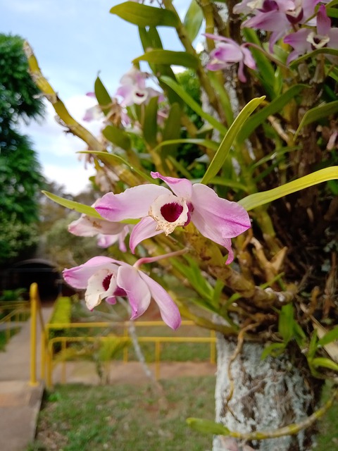 Ragam Tanaman Hias Untuk Mempercantik Halaman Rumah